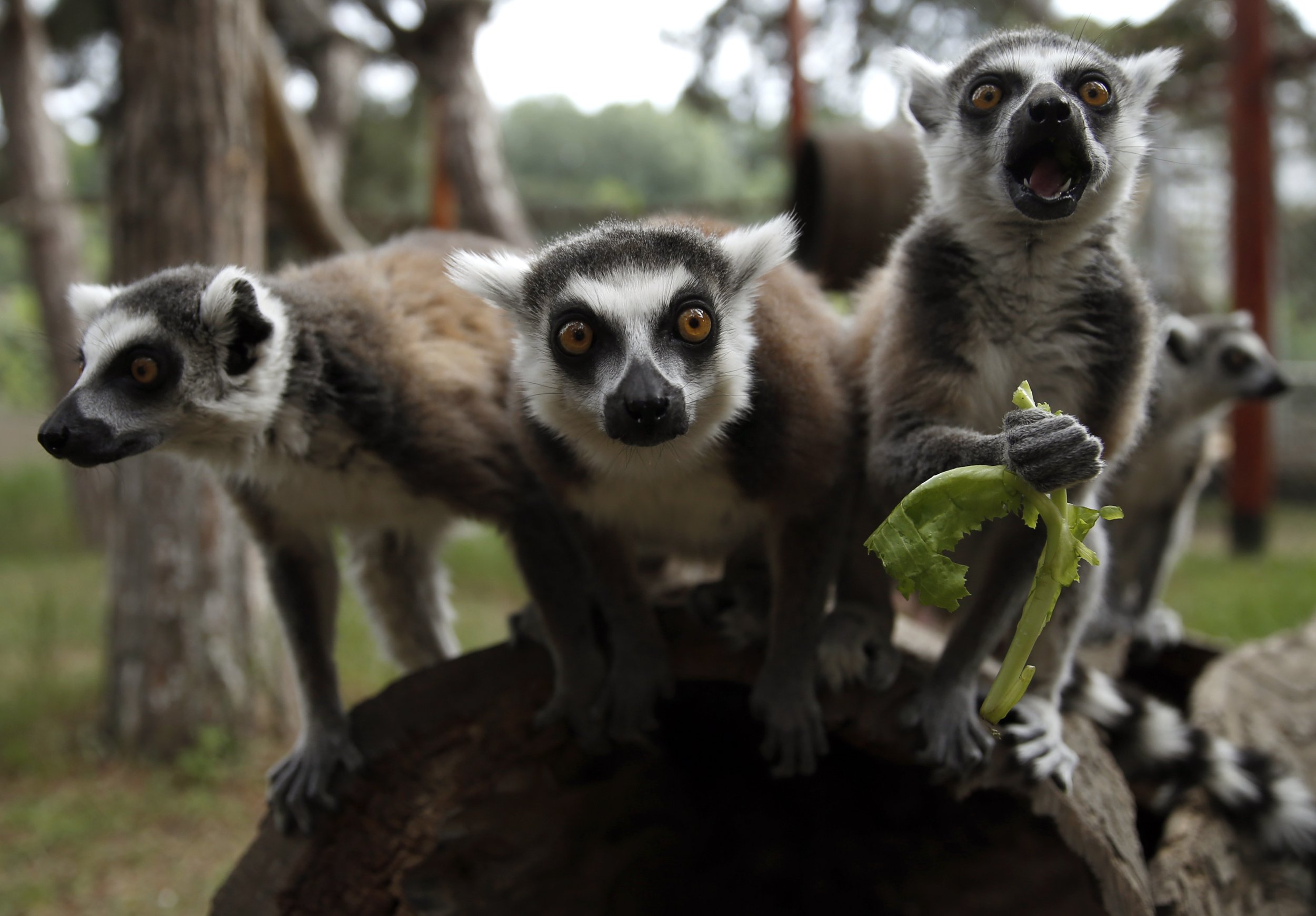 Lemur Mother-to-be Releases 'Pregnancy Perfume' When Carrying A Baby Male