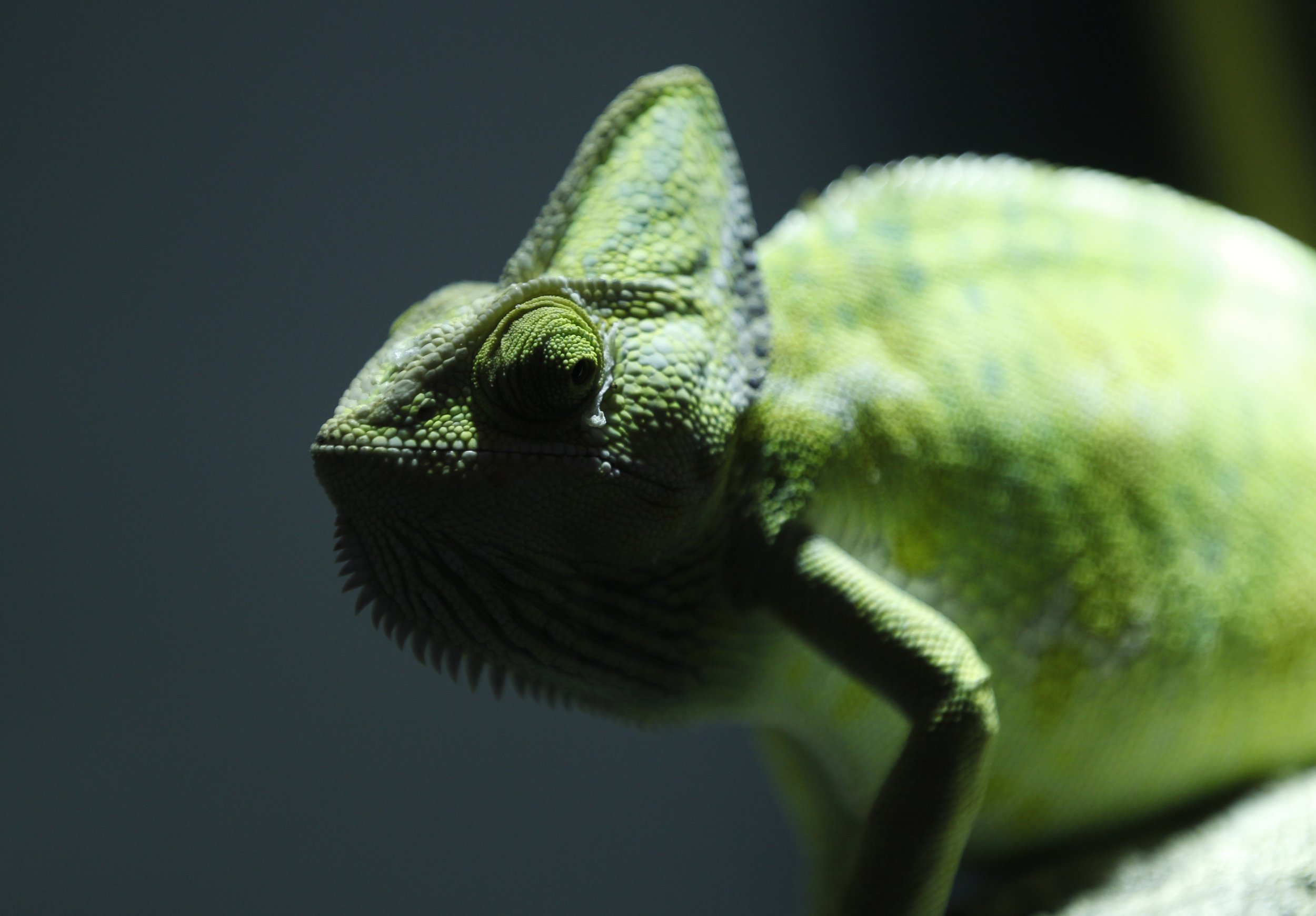 The Secret Behind A Chamelion's Ability To Camouflage Revealed