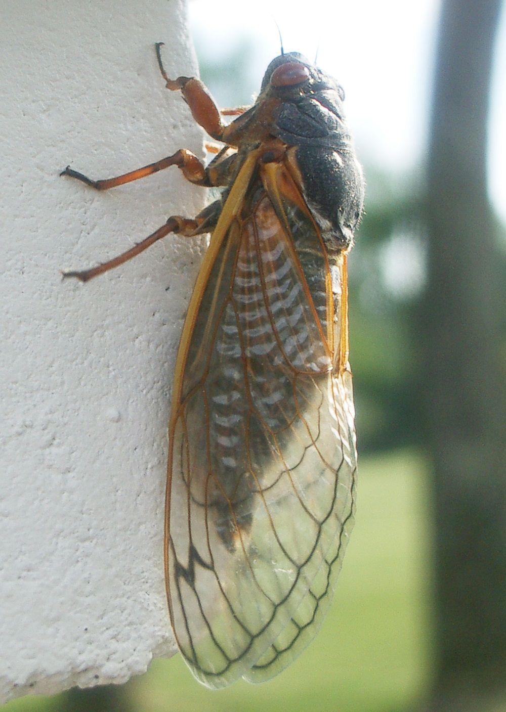 17-year cycle of Brood V cicadas ends in May, expect noise like an ...