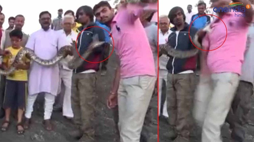 Python bites Indian man taking selfie in Rajasthan; workers find 33 ...