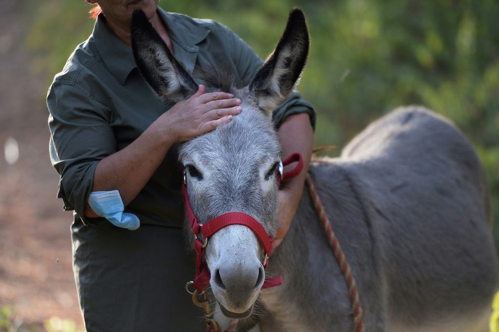 What's Up Doc? Donkey Therapy Eases Spain Medics' Stress