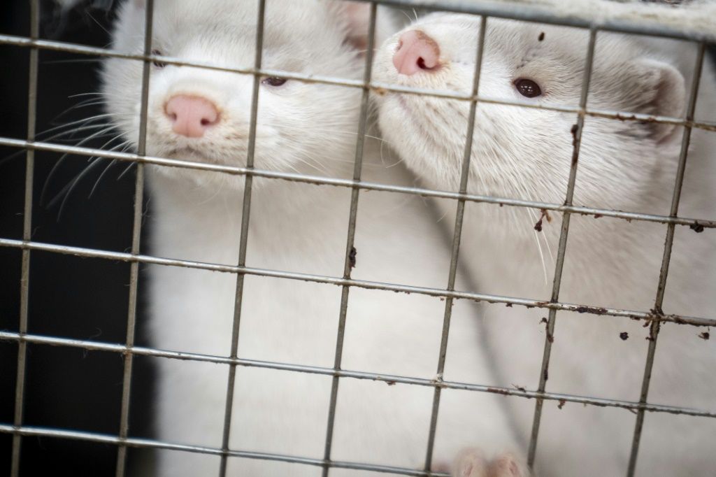 Scientists On Guard Over 'Mutant' Mink Coronavirus