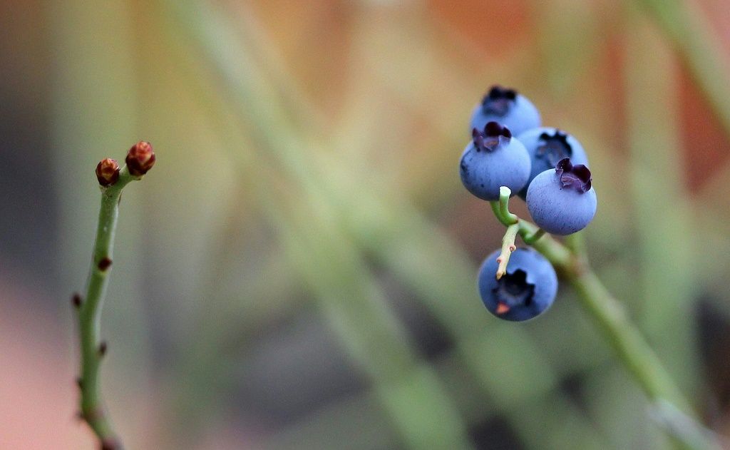 Demand For S.African 'Superfood' Blueberries Booming