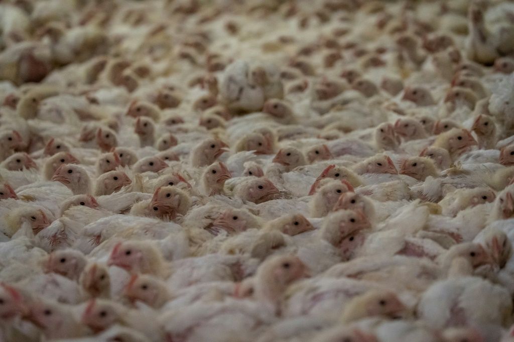 Lab-grown Meat To Go On Sale In Singapore In World First