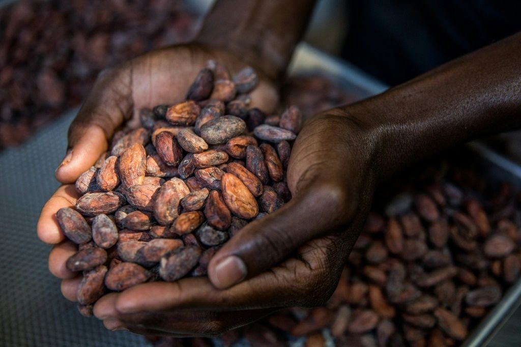 From Bean To Bar, Haiti's Cocoa Wants International Recognition