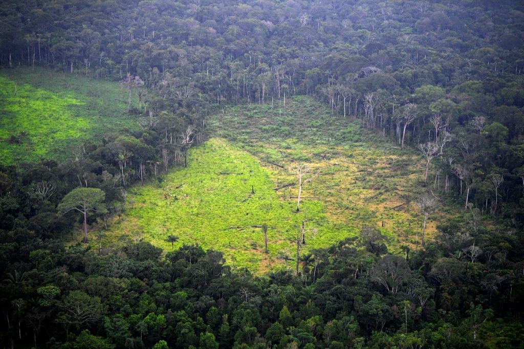 Forest Loss 'Hotspots' Bigger Than Germany: WWF