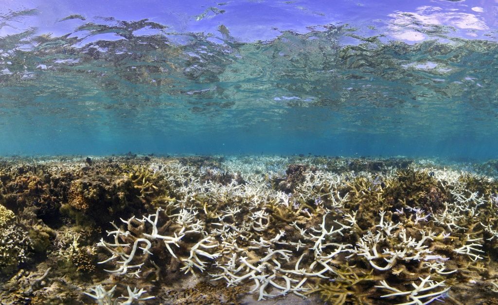 'Corals Are Being Cooked': A Third Of Taiwan's Reefs Are Dying