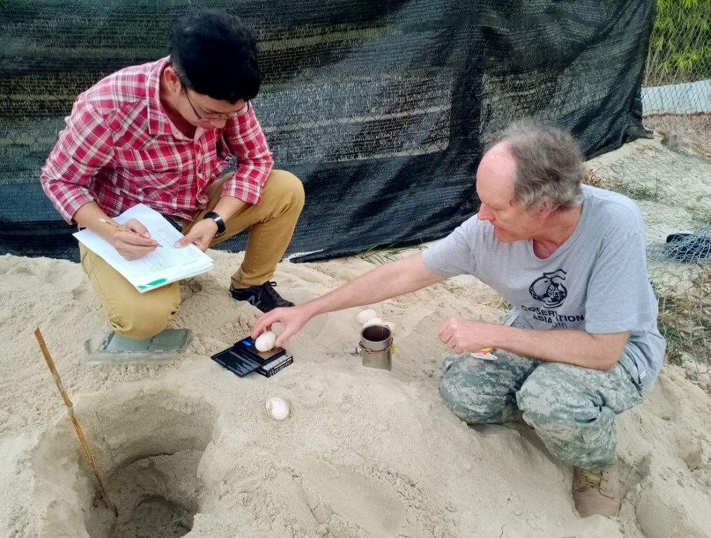 Cambodia's Royal Turtle Lays Eggs In Captivity For First Time