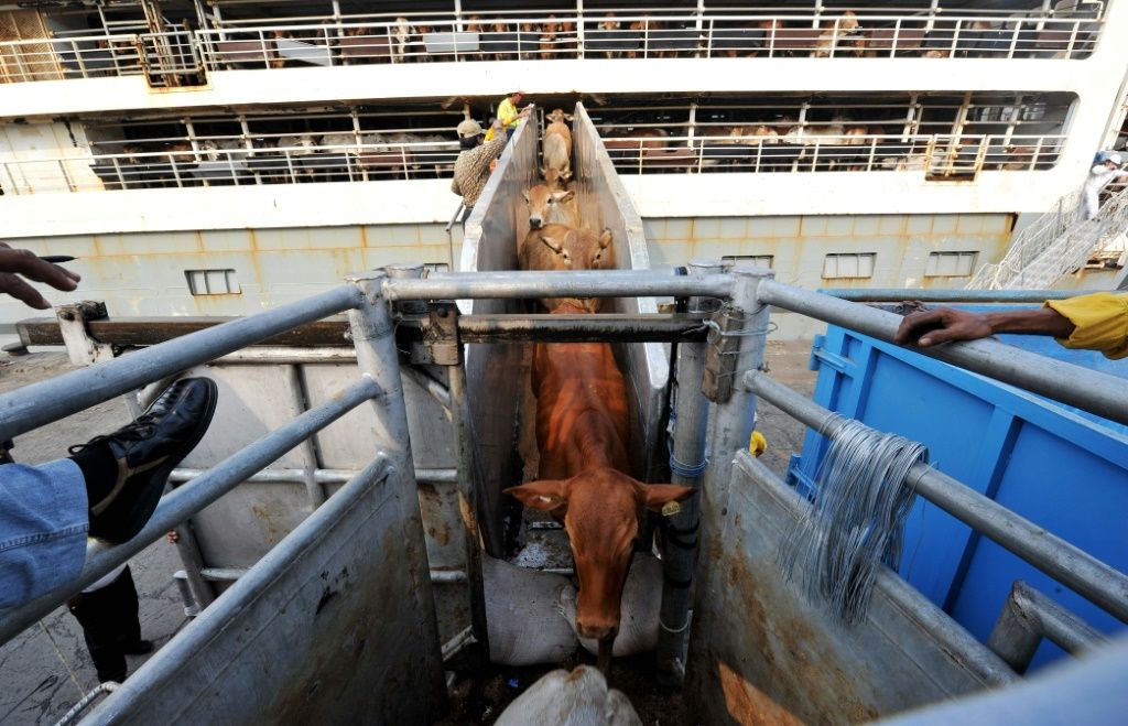 Sheep On Ships: Suez Jam Spotlights Livestock Sea Transport