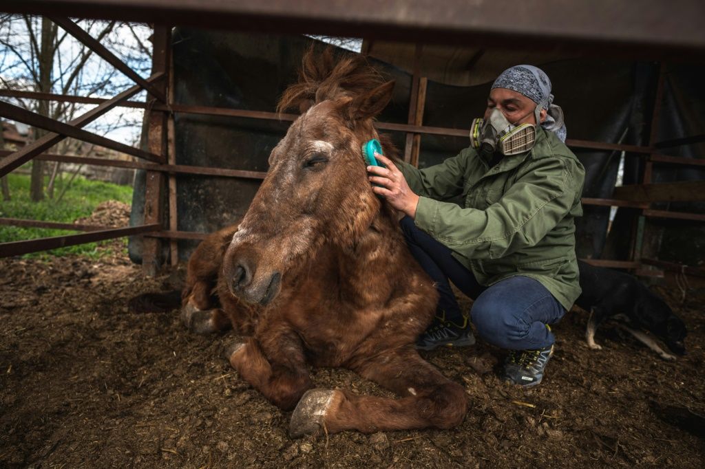 Stable Genius: Serbia's Unlikely Saviour Of Horses
