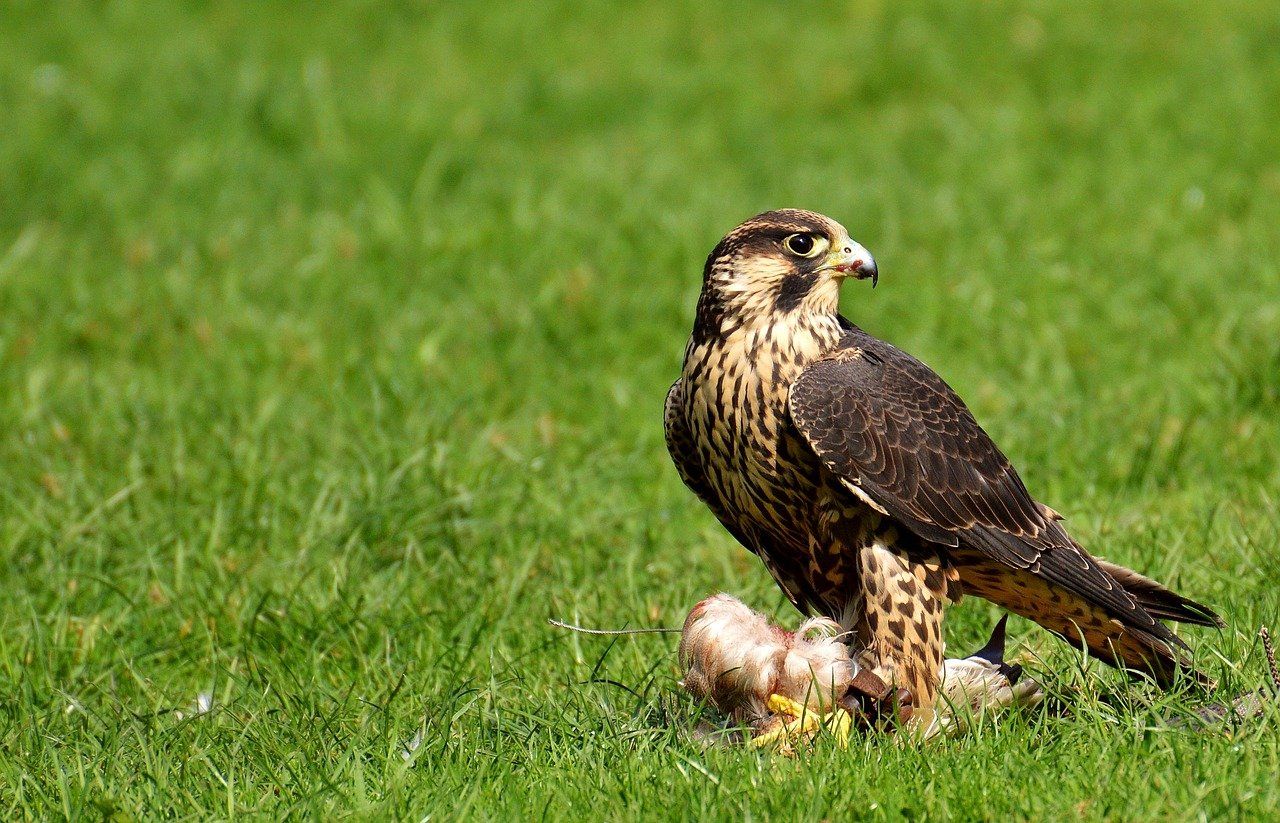 Falcon Eyeliners? The Birds' 'Makeup' Helps Them Hunt, Study Finds
