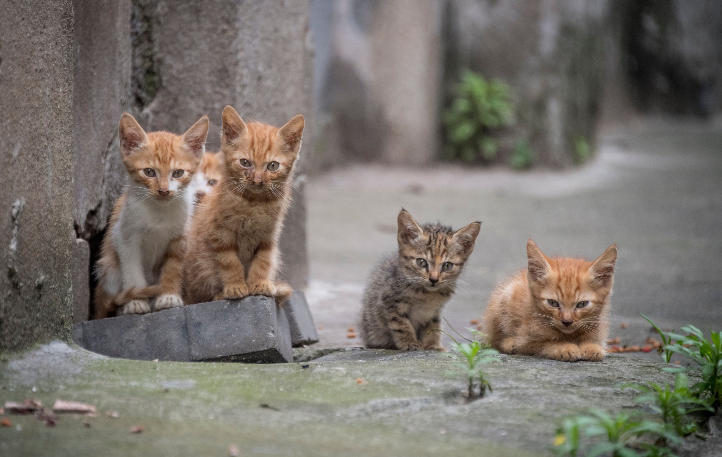 Man Pretends To Adopt Kittens Only To Feed Them To His Snake