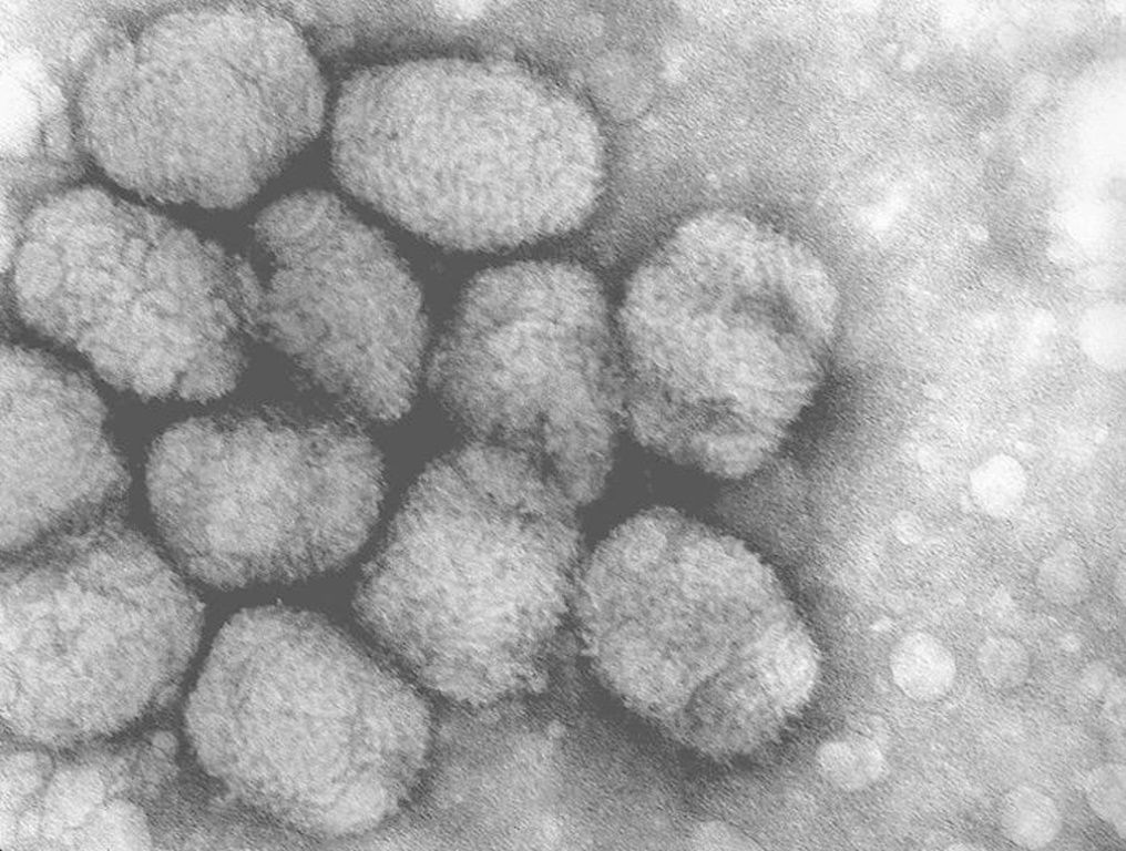 Mysterious Alaskapox Virus That Jumps From Animals To Humans Reported Again
