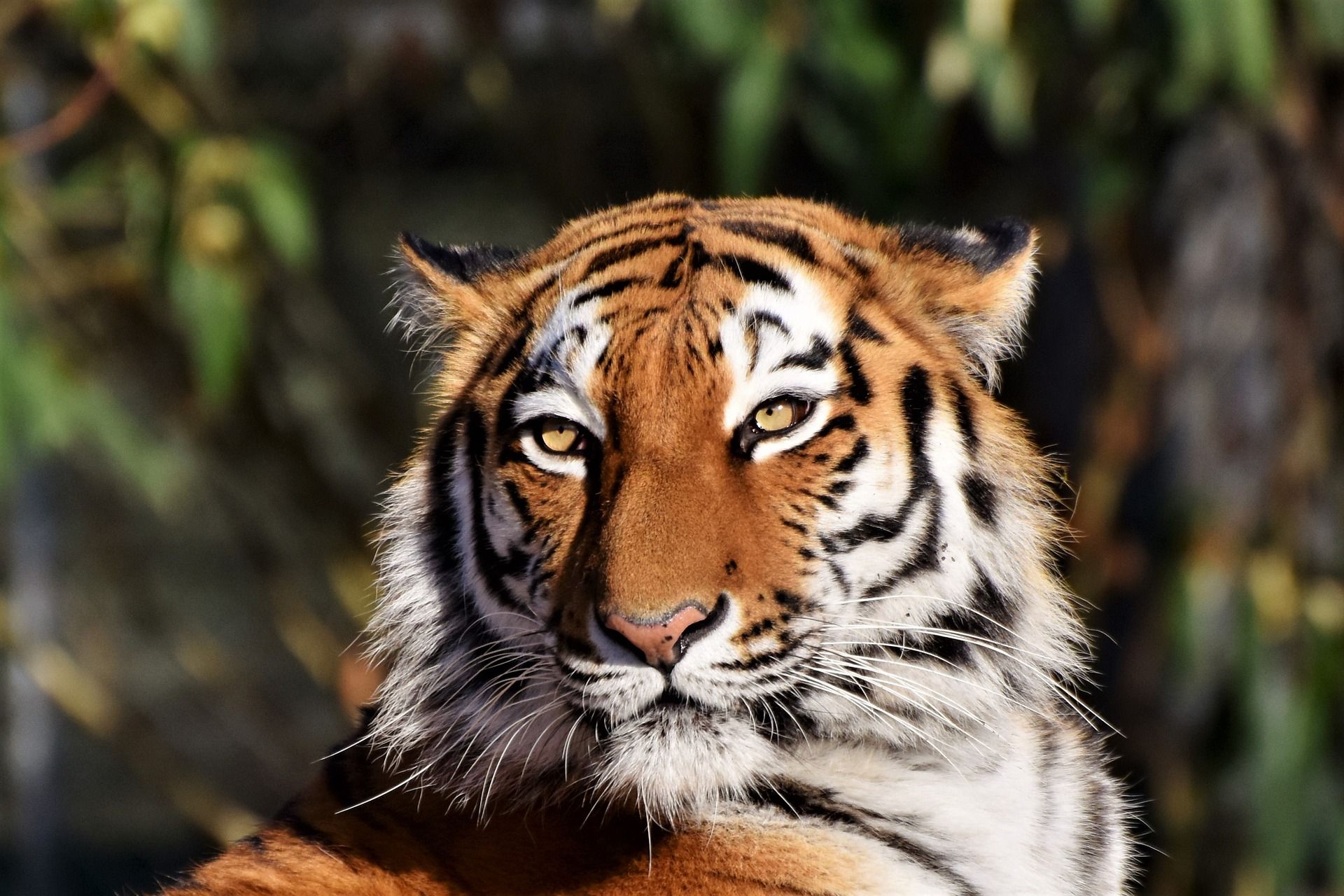 Endangered Tiger Shot Dead Over Incident With Cleaner