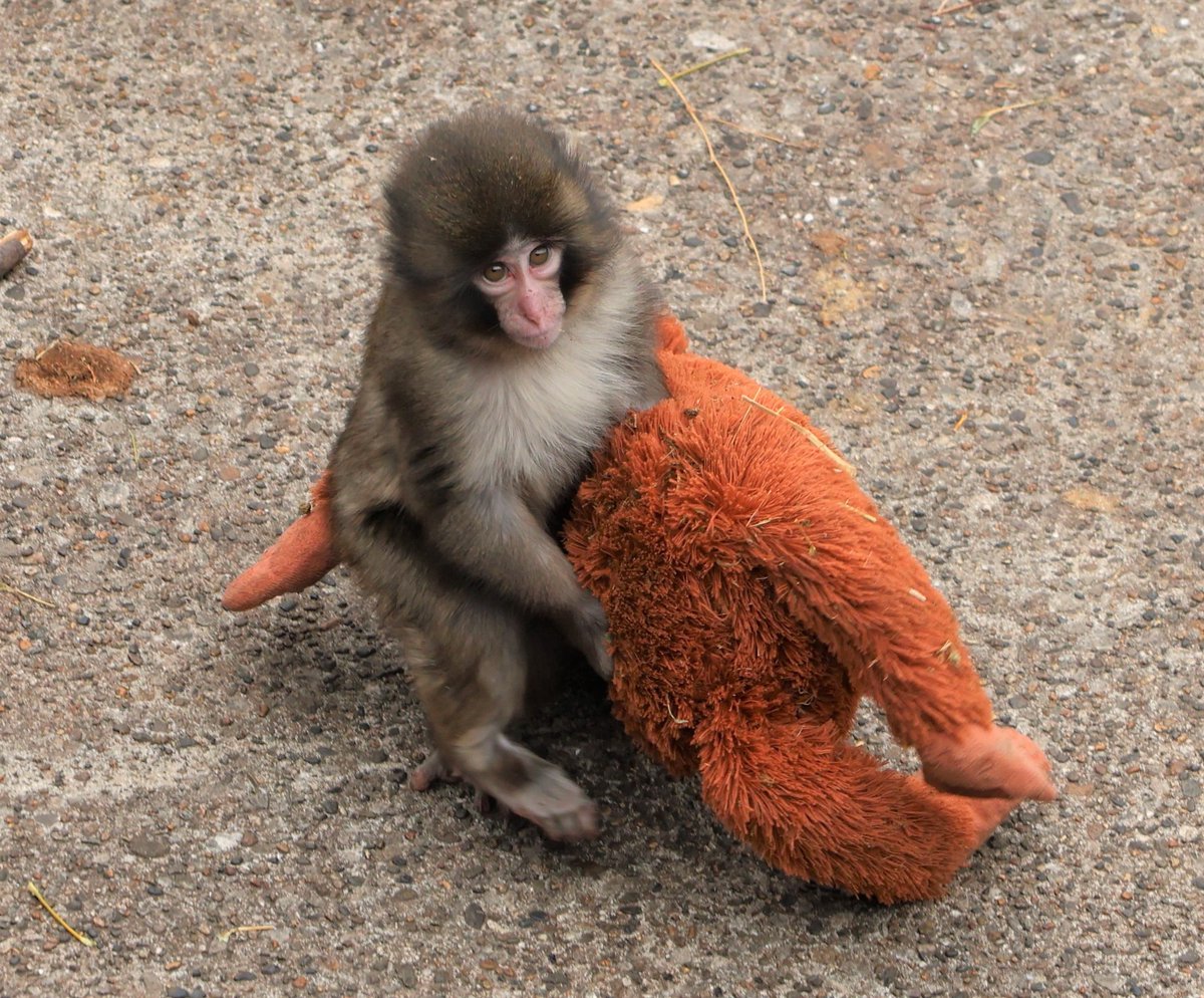 (VIDEO) Punch the Monkey: Orphaned Baby Macaque Punch-kun Goes Viral at ...