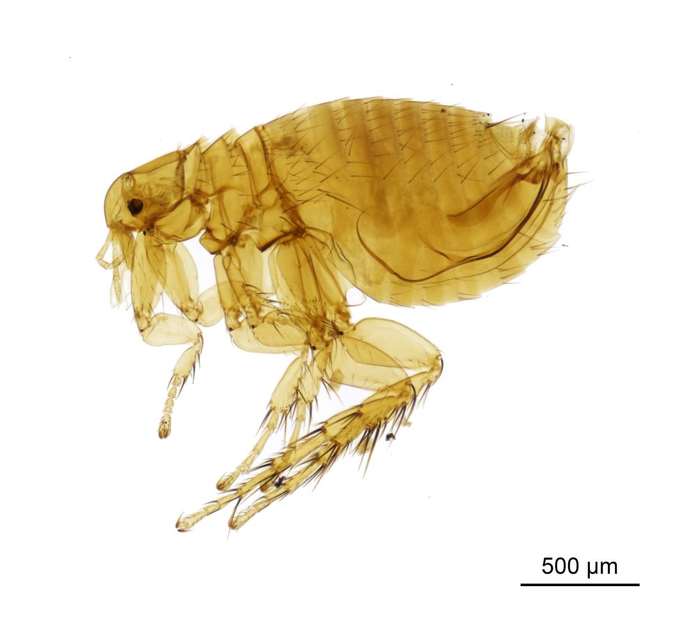 LA County Reports Record Flea-Borne Typhus Outbreak With 90% Hospitalized